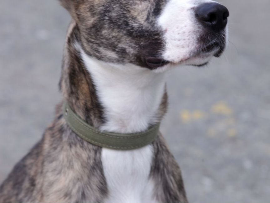 Стаффордширский терьер