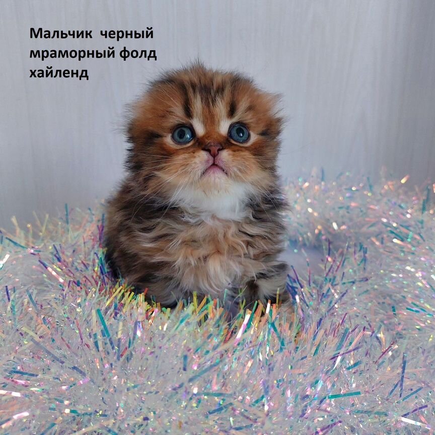 Клубные шотландские. Фото реальное