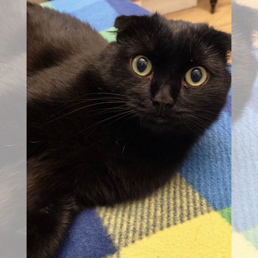 Шотландский вислоухий короткошёрстный кот, взрослый