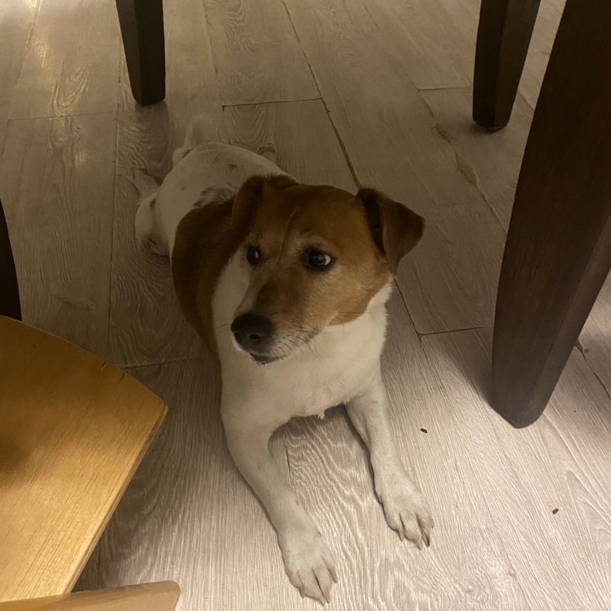 Найден Джек рассел терьер