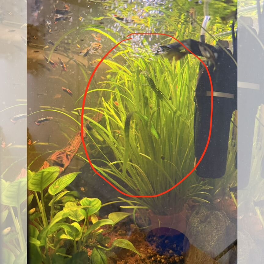 Аквариумные растения