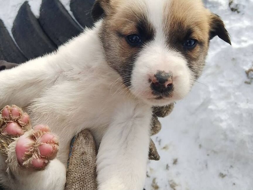 Кутята бесплатно