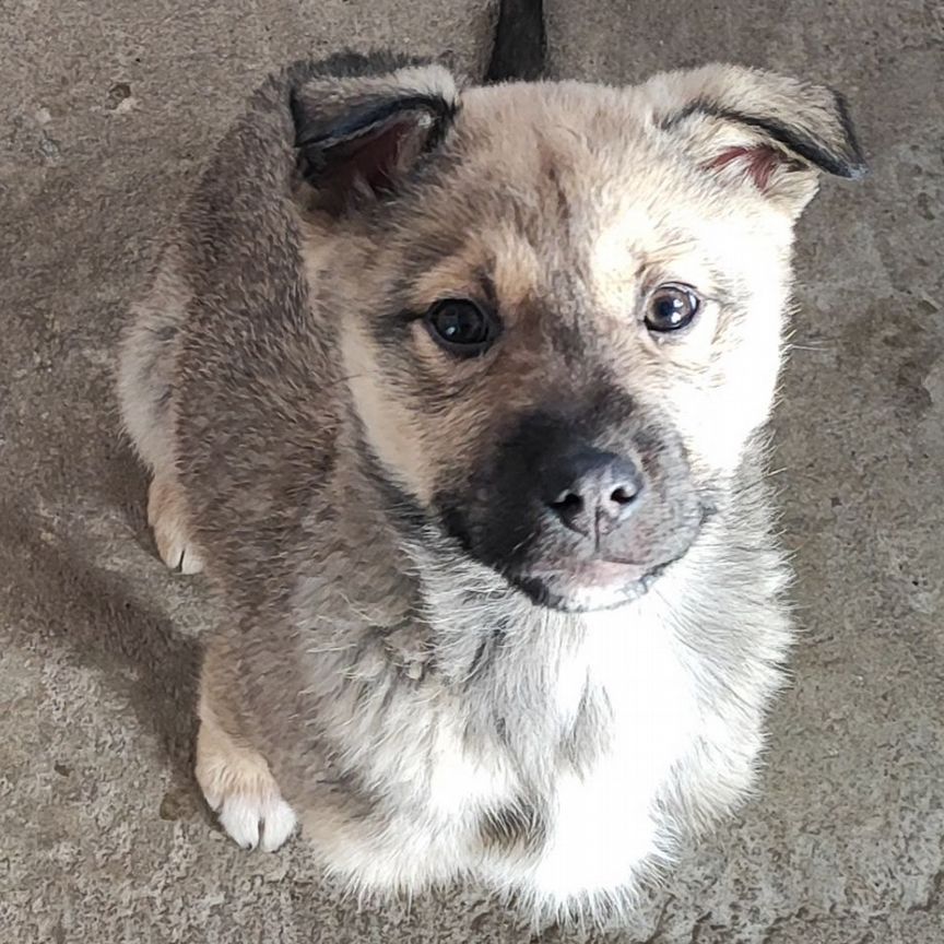 Щенок в добрые руки