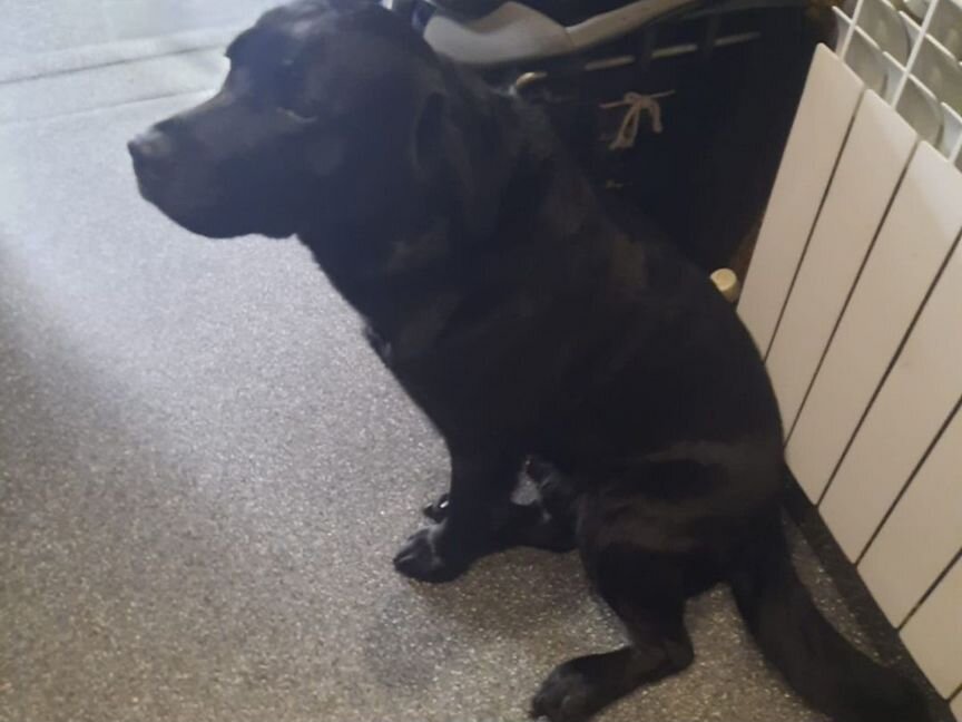 Отдам в добрые руки лабрадора