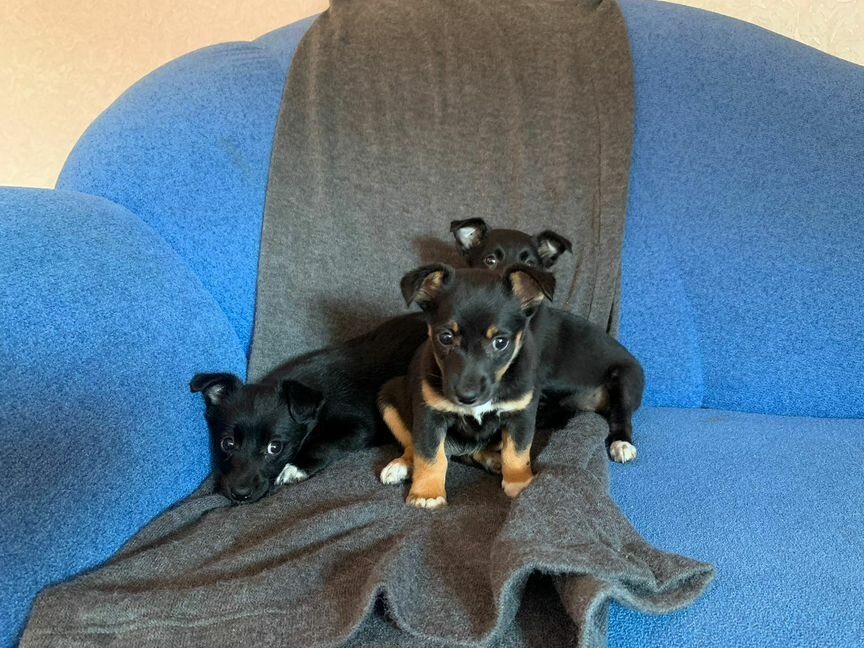 Щенки будут небольшие