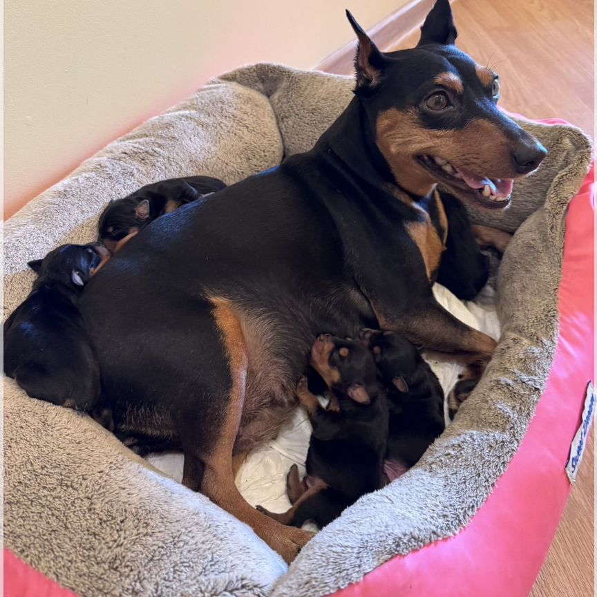 Цвергпинчер, щенок