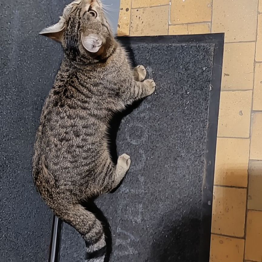 Взрослая кошка в добрые руки