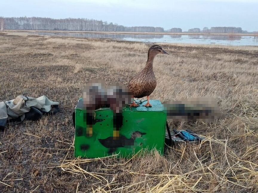 Подсадные утки