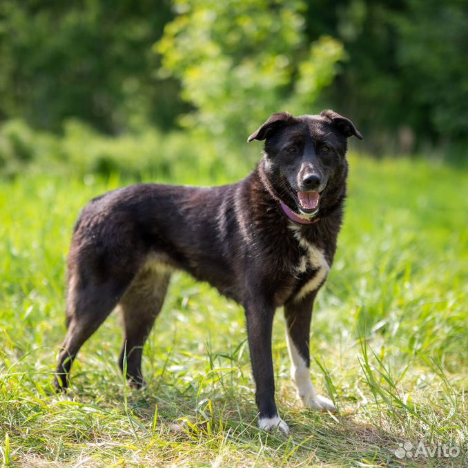 Собака Лайма в добрые руки