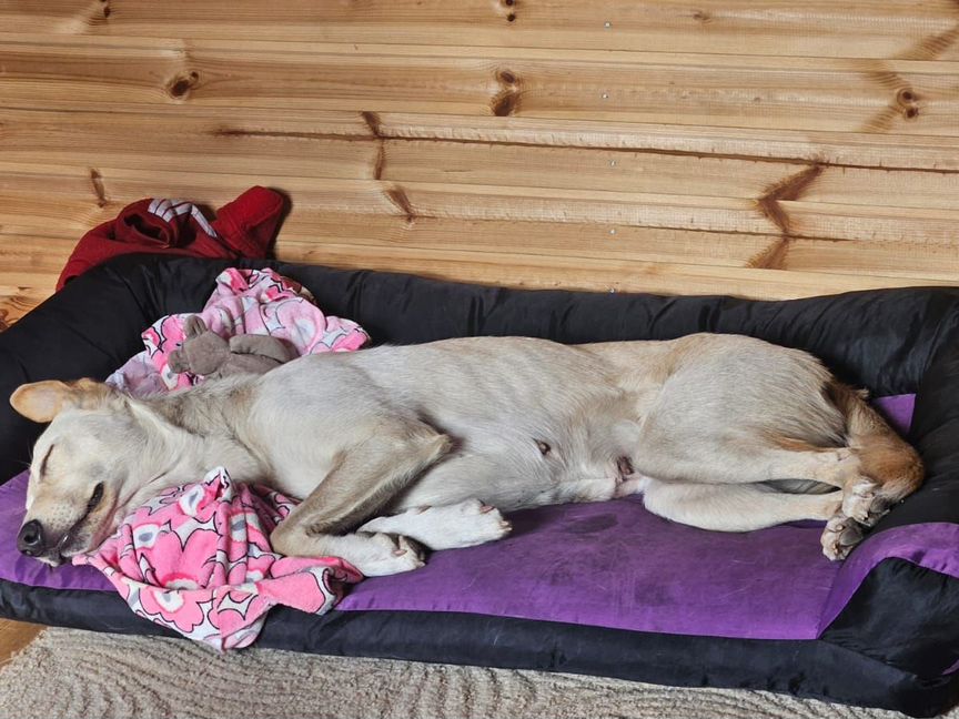 Отдам в добрые руки