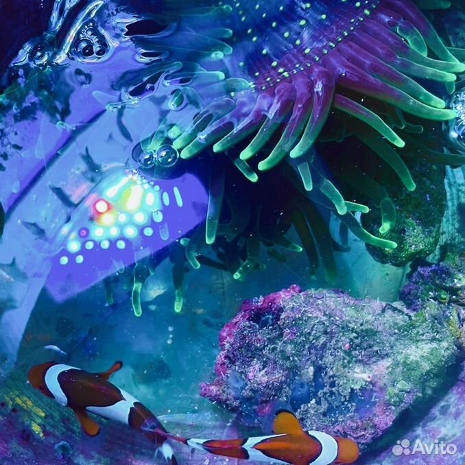 Актиния краснотелая с клоунами перкула