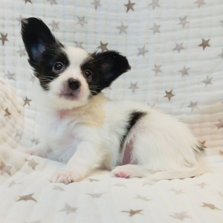 Девочка черно белого окраса