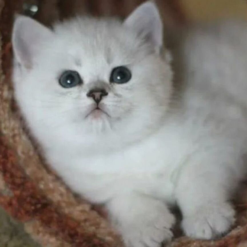 Серебристая шиншилла