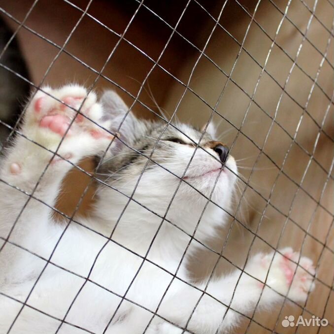 Котенок в добрые руки, бело-серая кошечка