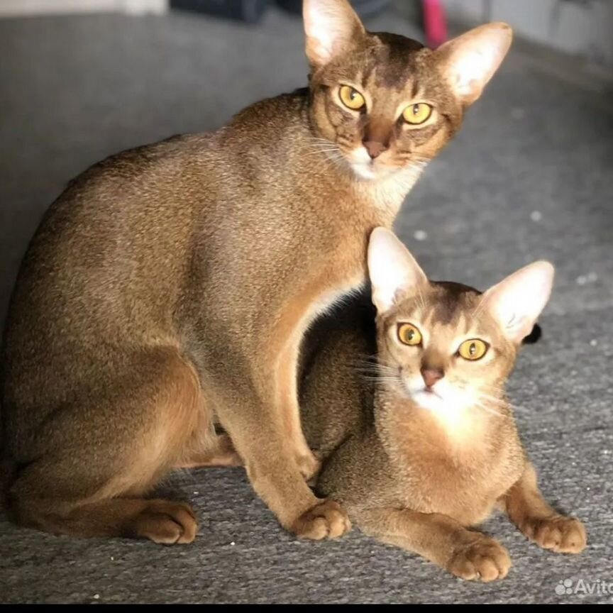Абиссинский котёнок
