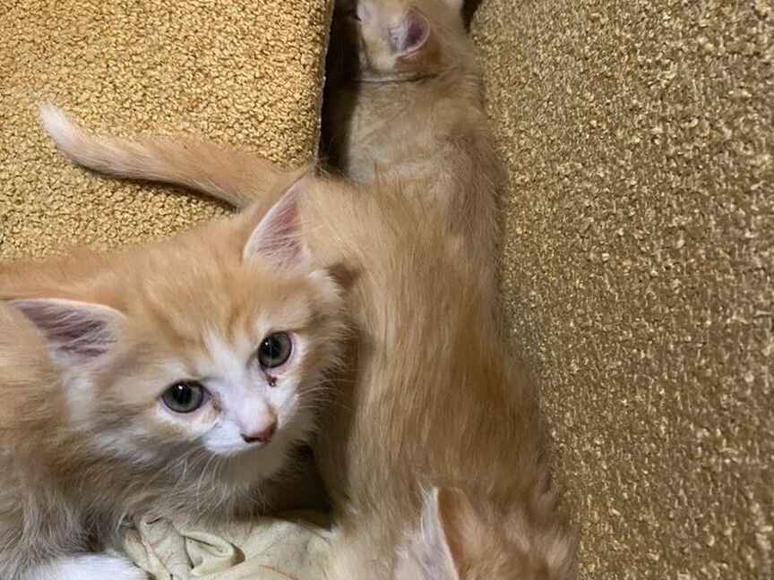 Котята дворовые