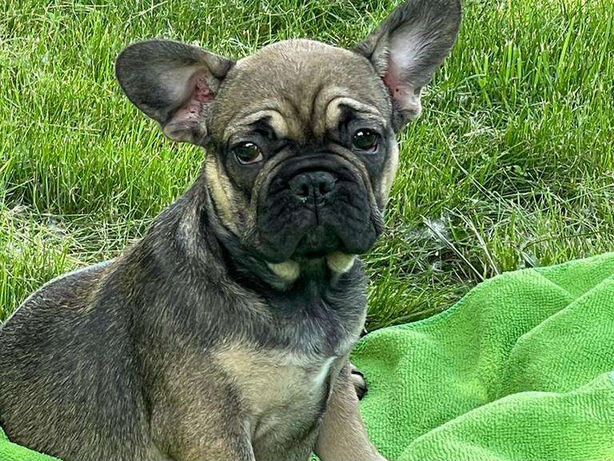 Французские бульдоги vip экстерьер