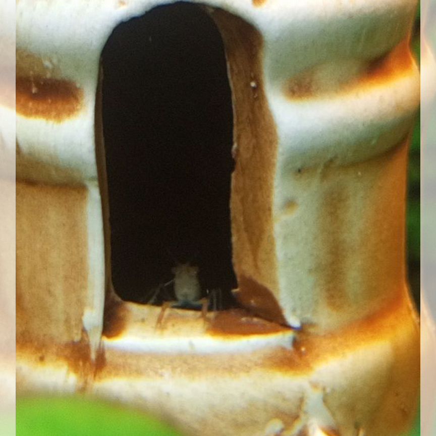 Рак калифорнийский аквариумный