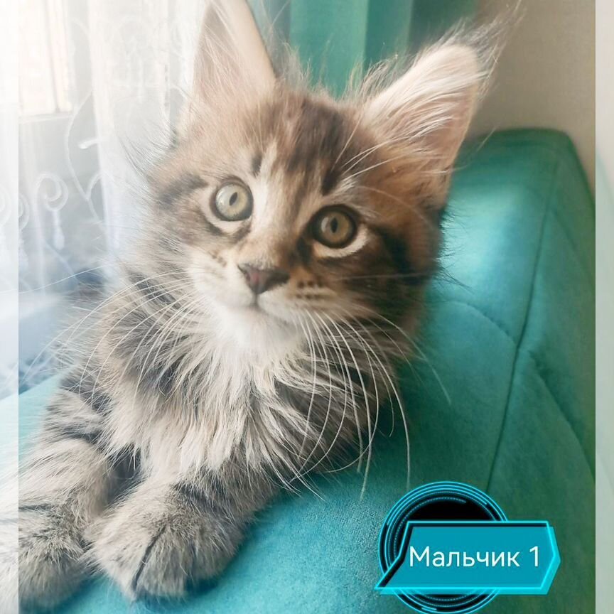 Котята мейн-кун