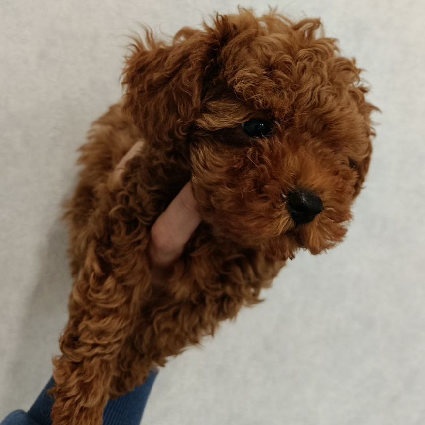 Той-пудель, щенок