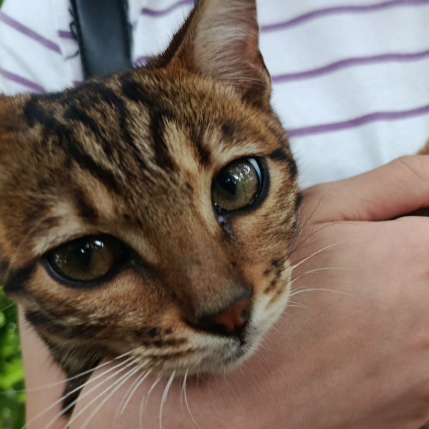 Бенгальская кошка