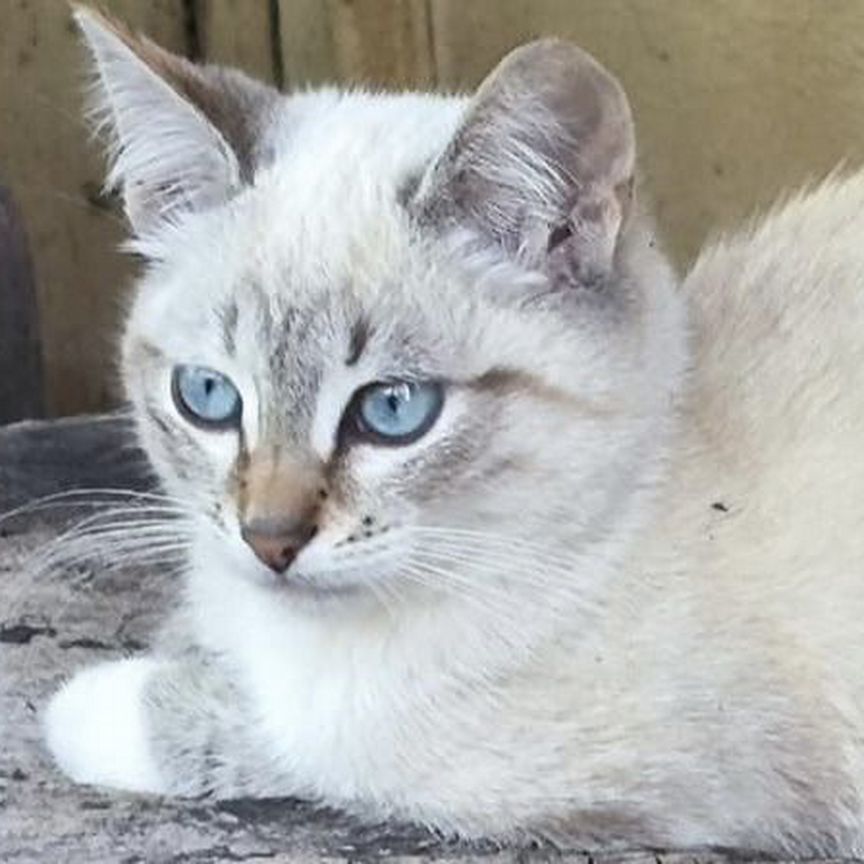 Котенок Анюта одна на даче