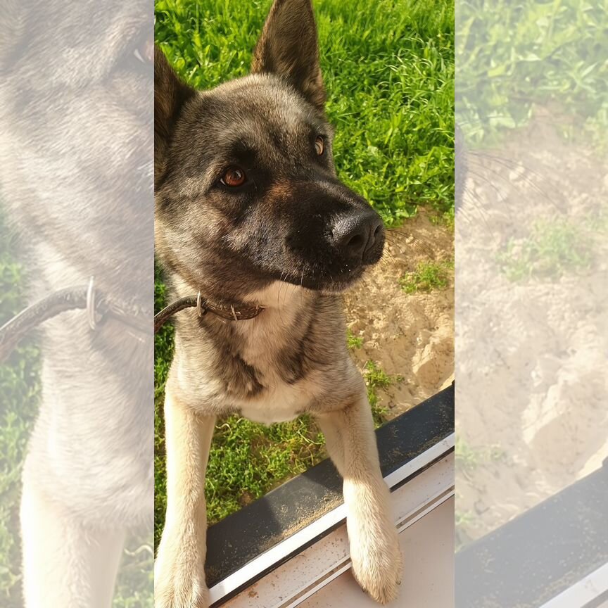 Американская акита, взрослая собака