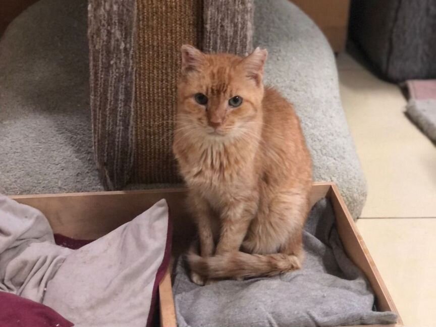 Рыжий котик в добрые руки