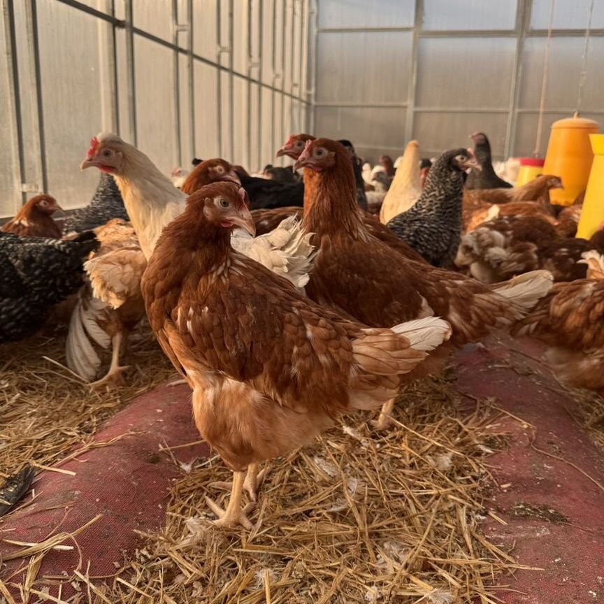 Куры несушки молодки