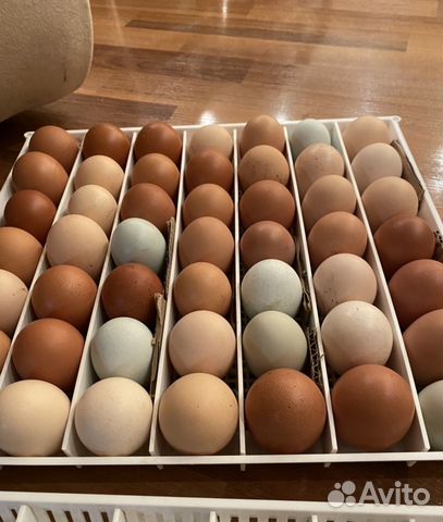 Инкубационное яйцо кур несушек