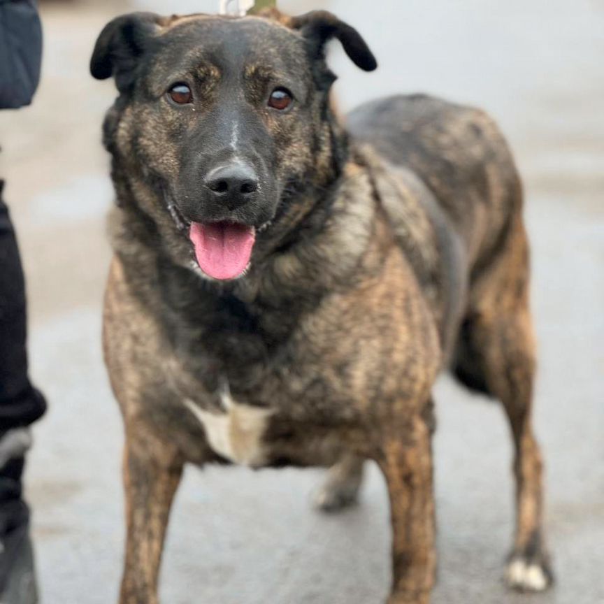 Собака Алла мечтает встретить хозяина