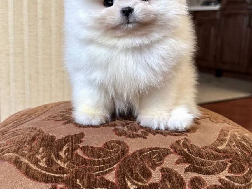 Мимимишка