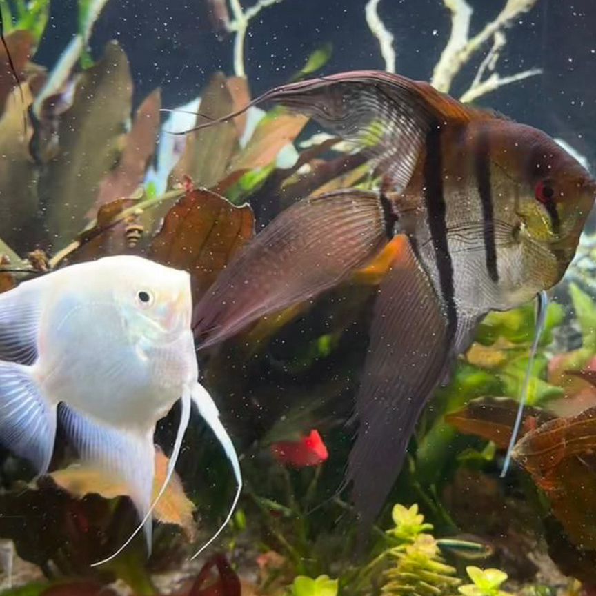 Скалярии пара