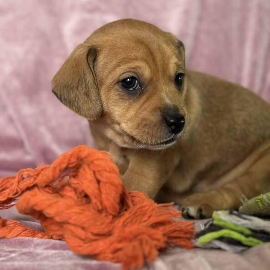 Такса, щенок