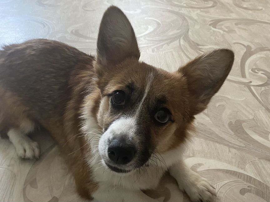 Щенок Корги