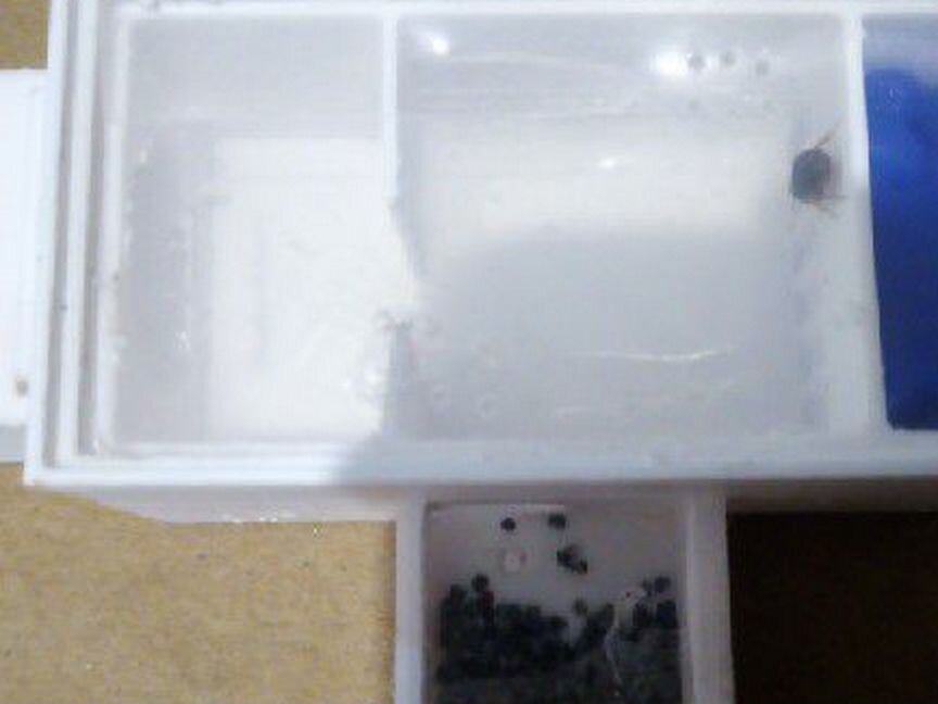 Формикарий