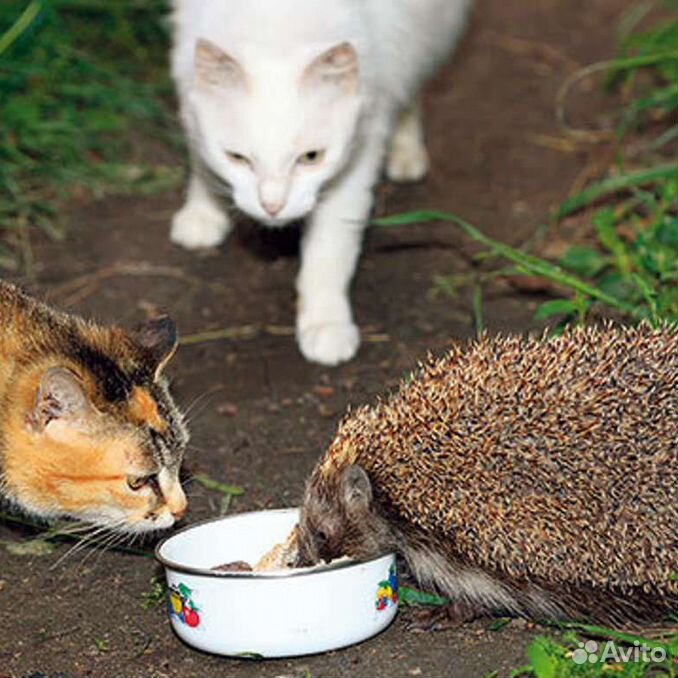 Еж ежик европейский