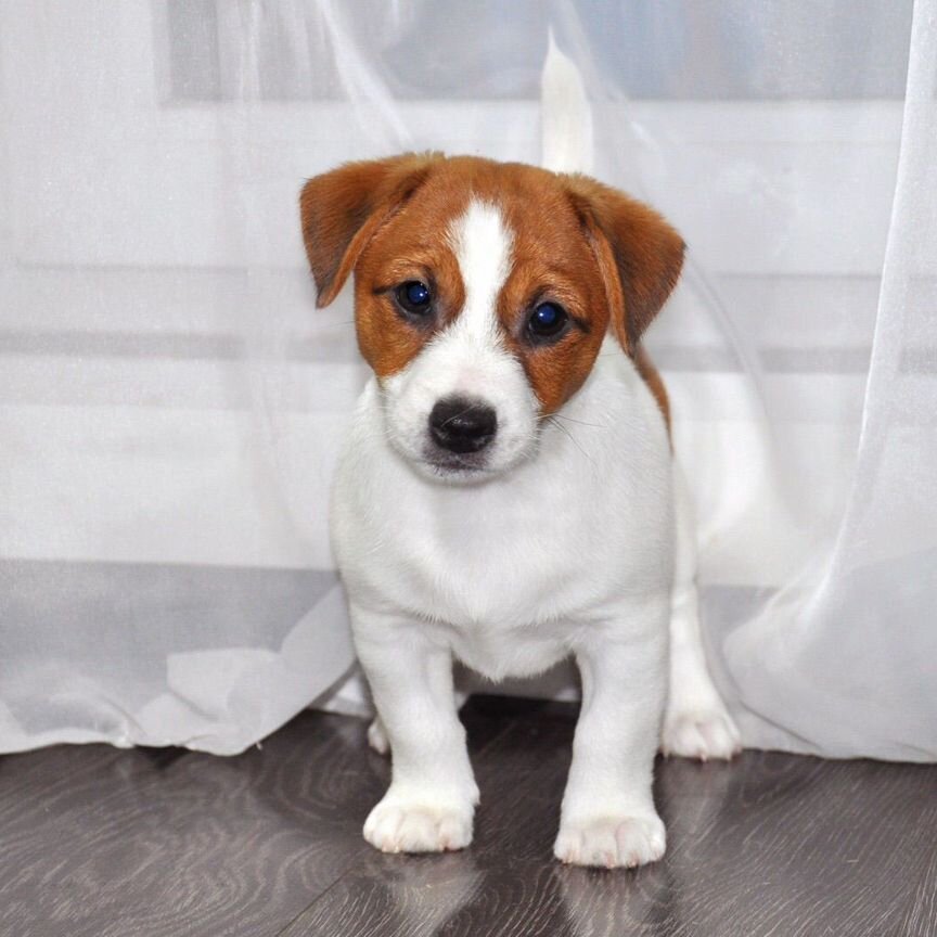 Отличный мальчик Джек рассел терьера
