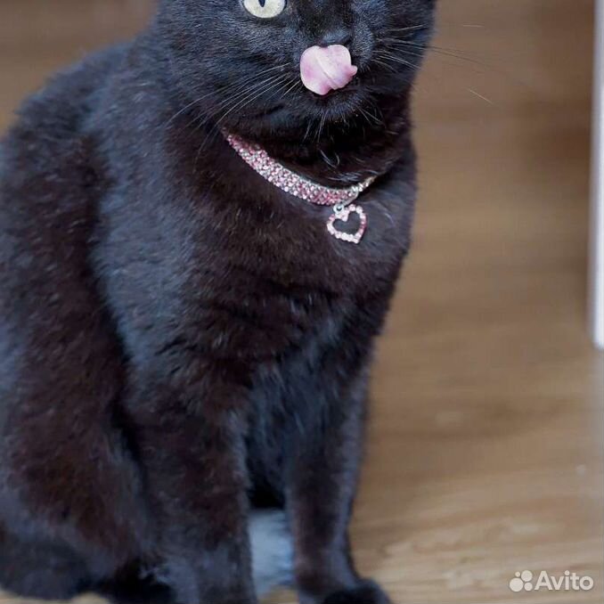 Марго в добрые руки