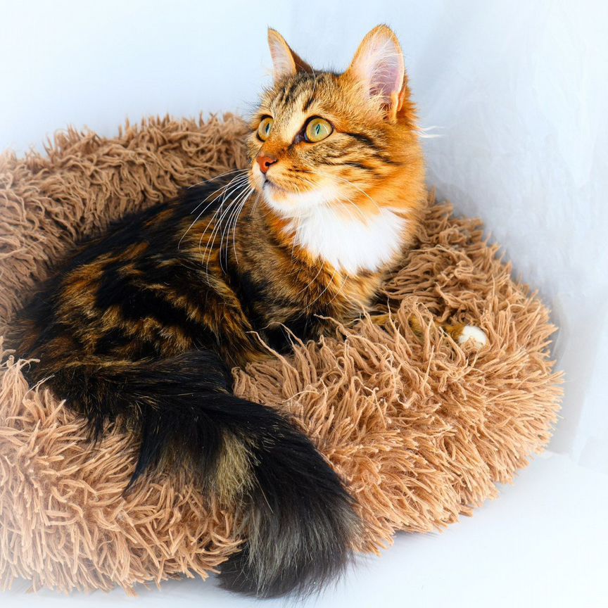 Кот ищет дом