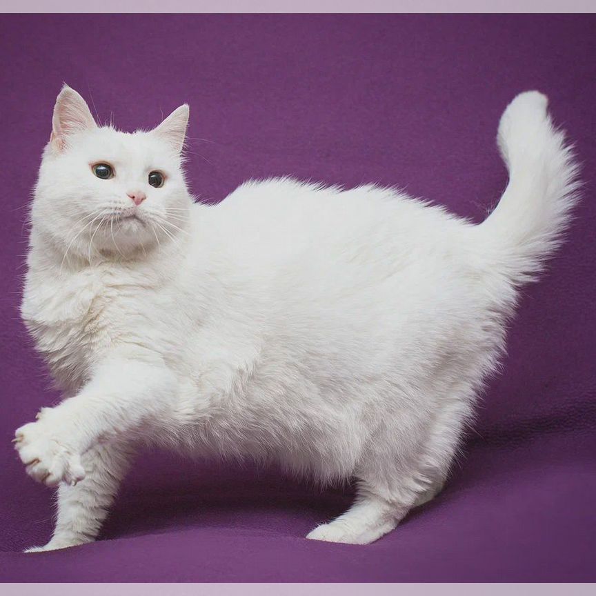 Взрослая, кошка в добрые руки