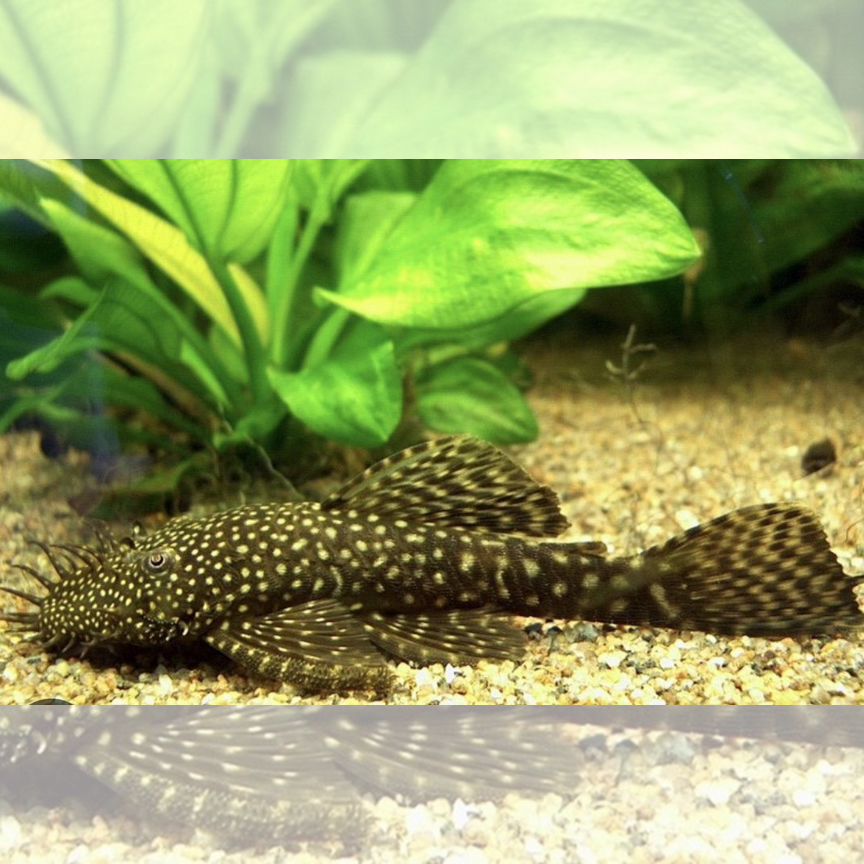 Анциструс крапчатый обыкновенный