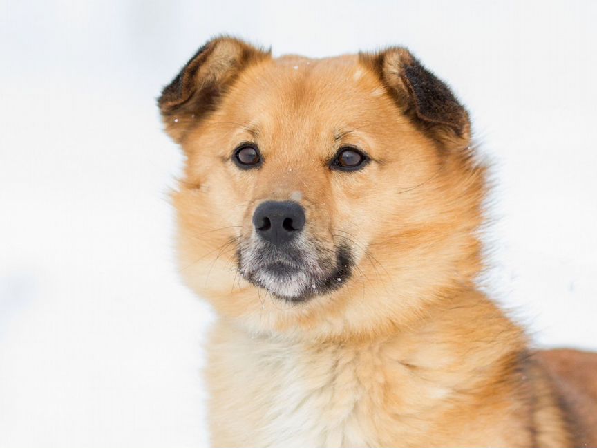 Небольшой песик Миша в дар