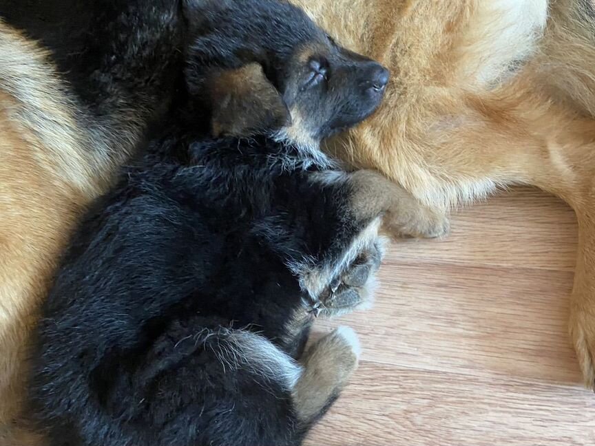 Щенки немецкой овчарки