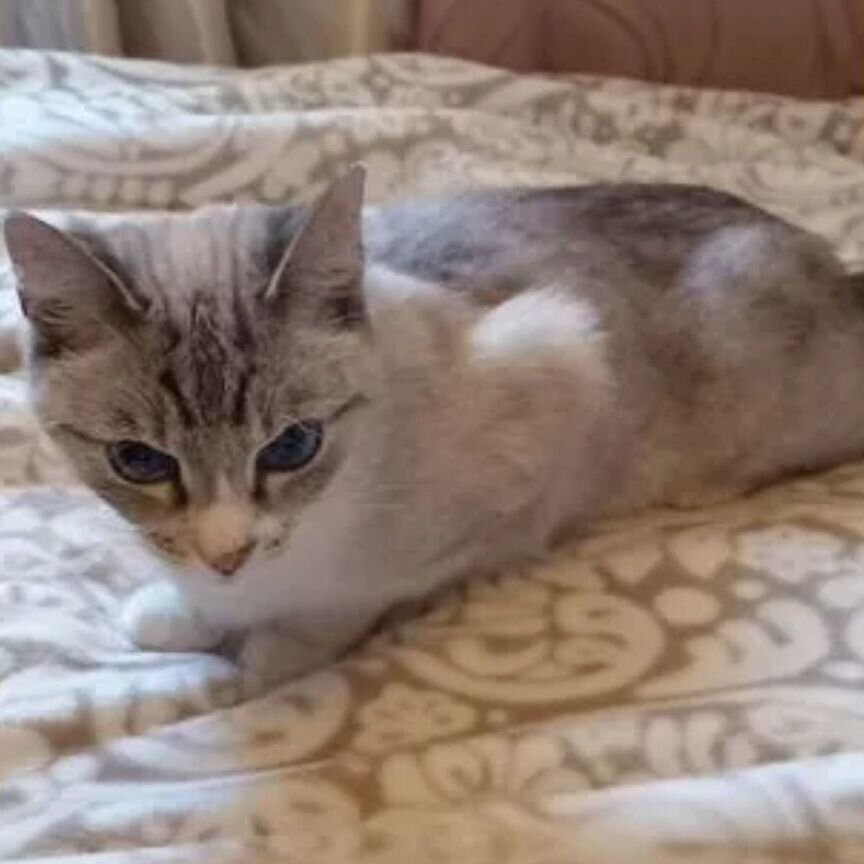 Отдам кошку в добрые руки