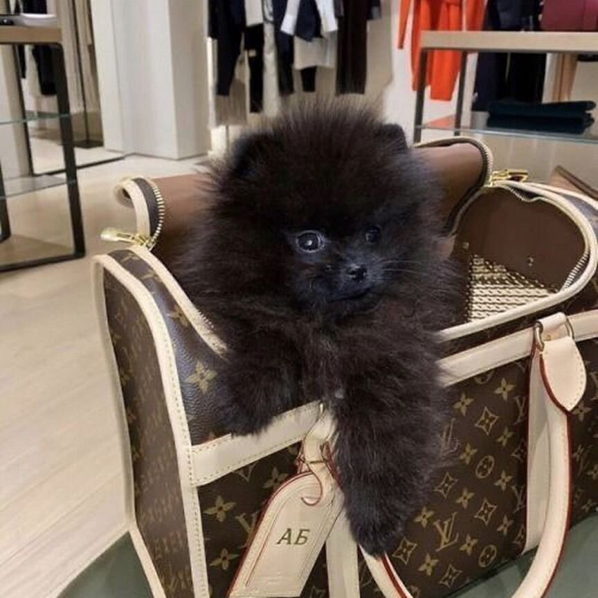 Шпиц в добрые руки