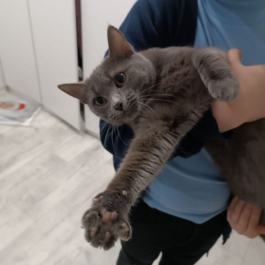 Кошка Кузина