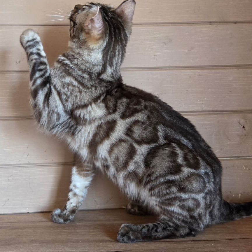 Бенгальская, взрослая кошка