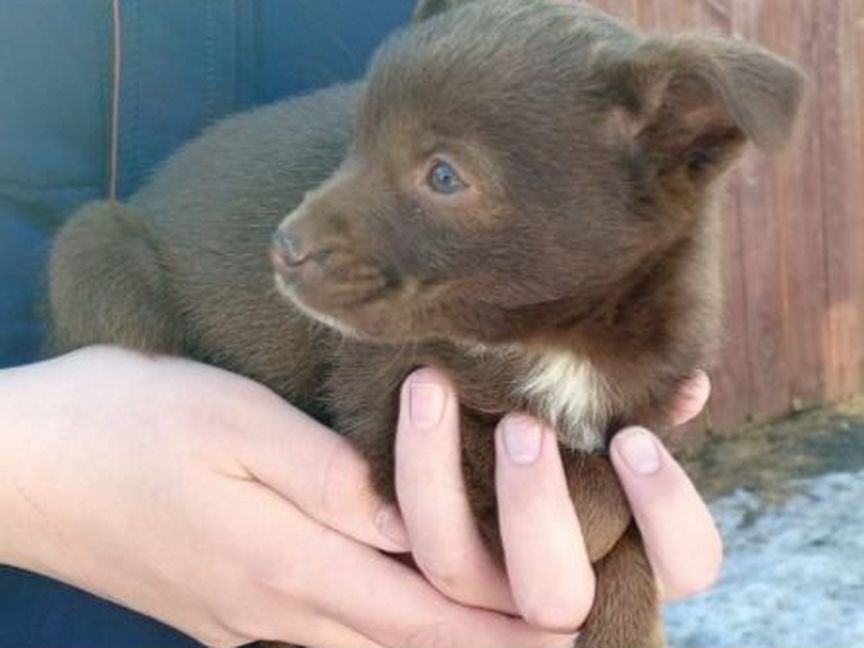 Отдам в хорошие руки щеночка - девочку