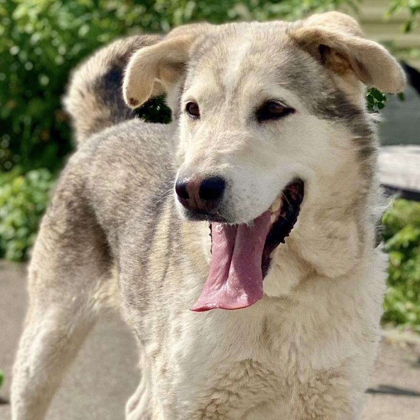 Взрослый пёс в добрые руки